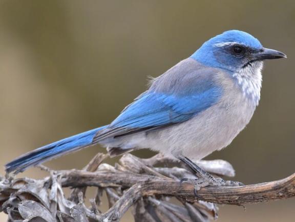 Birdwatching Classes & Events | Denver Audubon | Denver, CO