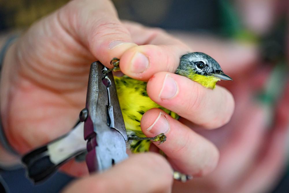 Bird Conservation | Denver Audubon | Denver, CO